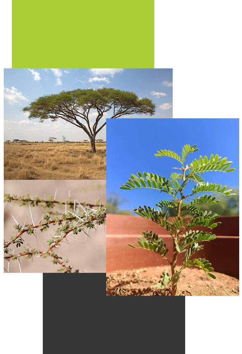 Plant Conservation – Ekapa